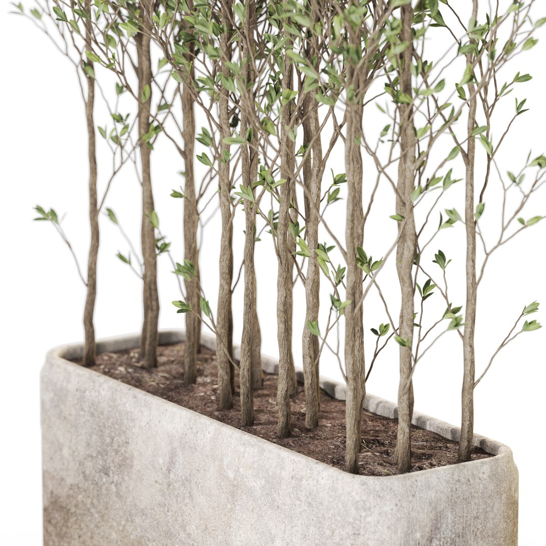 Plants Collection 1107 3D Model - TurboSquid 2248941