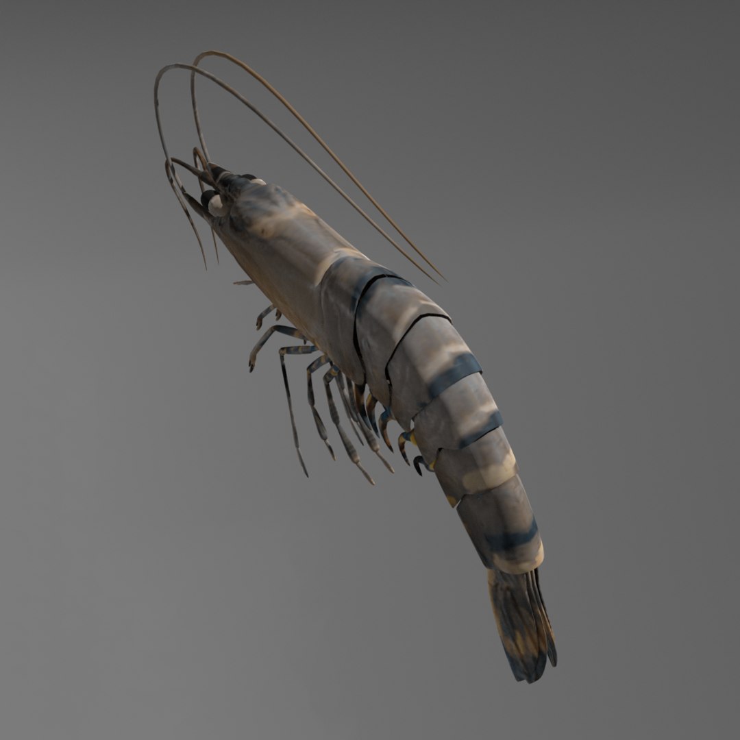 Shrimp Crustaceans Model - TurboSquid 1472467