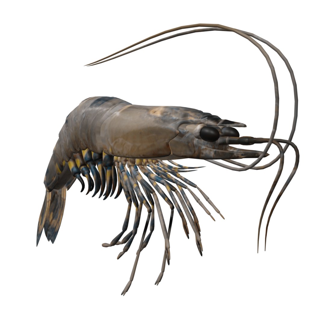 Shrimp Crustaceans Model - TurboSquid 1472467