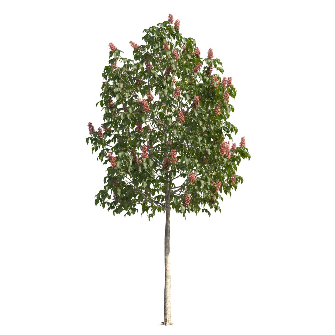 3D Flowering Tree Model - TurboSquid 1201012