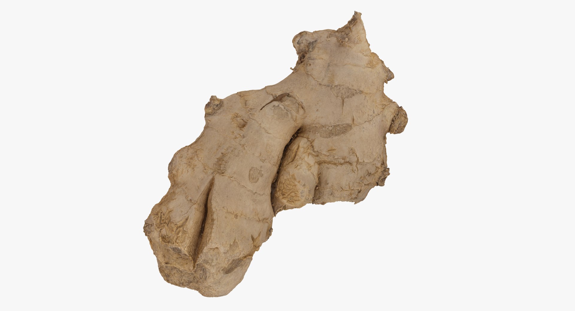 3D Ginger Root 07 Raw Model - TurboSquid 1535556