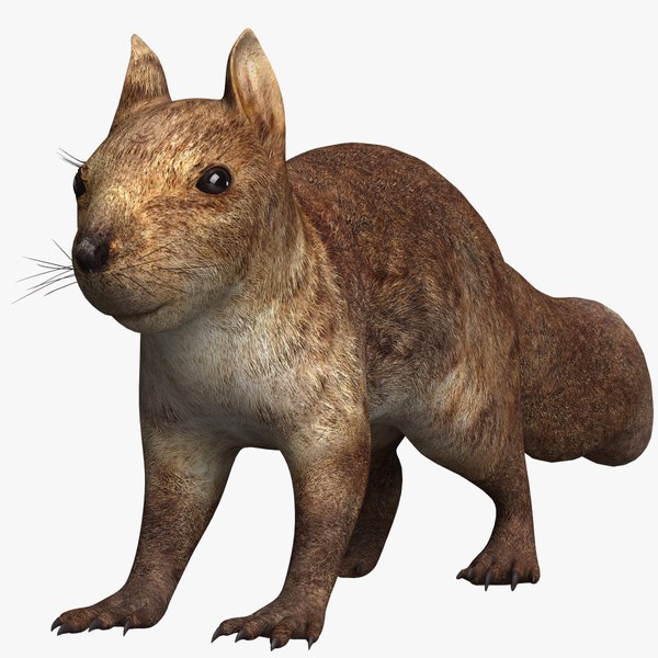 modelo 3d Ardilla - TurboSquid 1511994