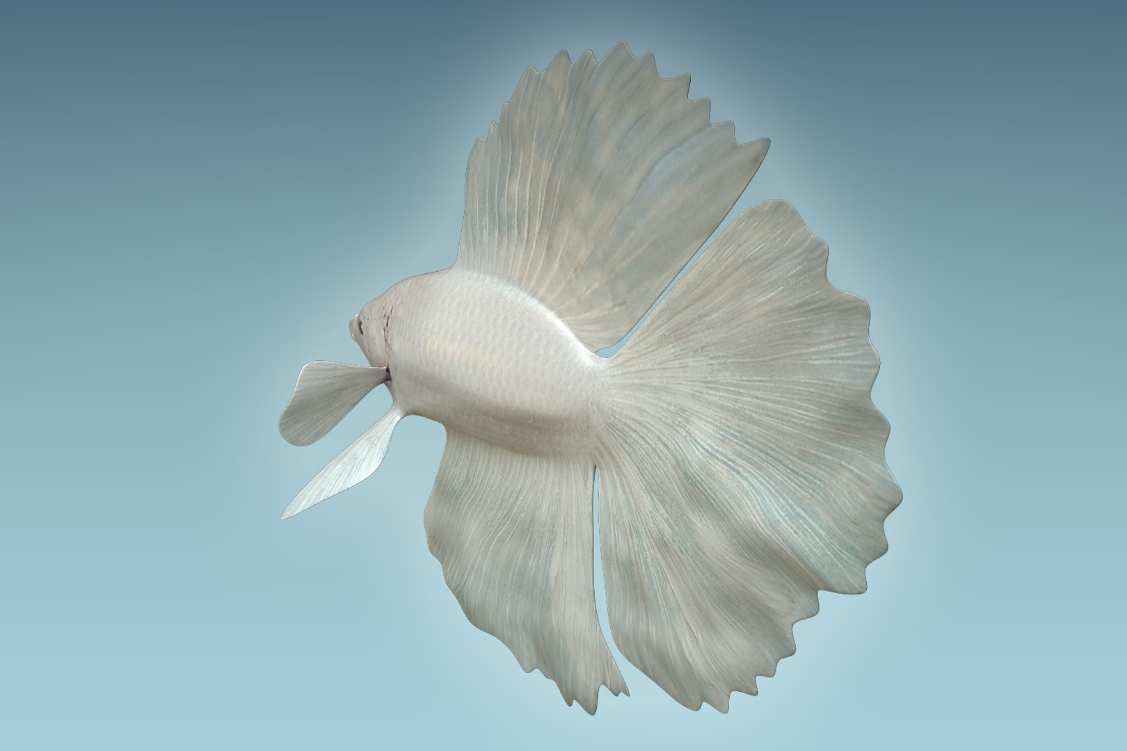 3D Betta Fish Model - TurboSquid 1206004