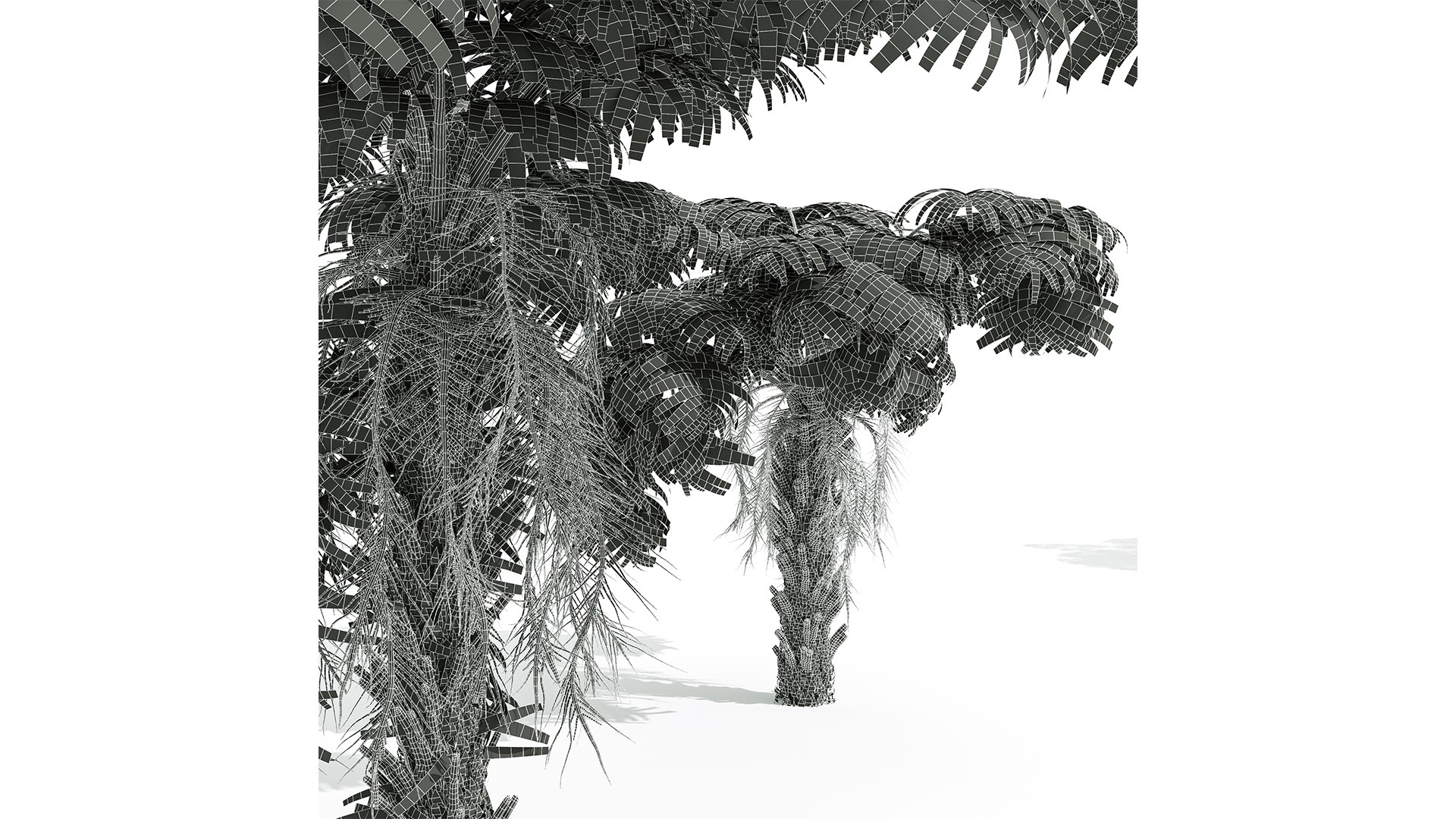 3D New Plant High Detail Alsophila Spinulosa Fern Small Model ...