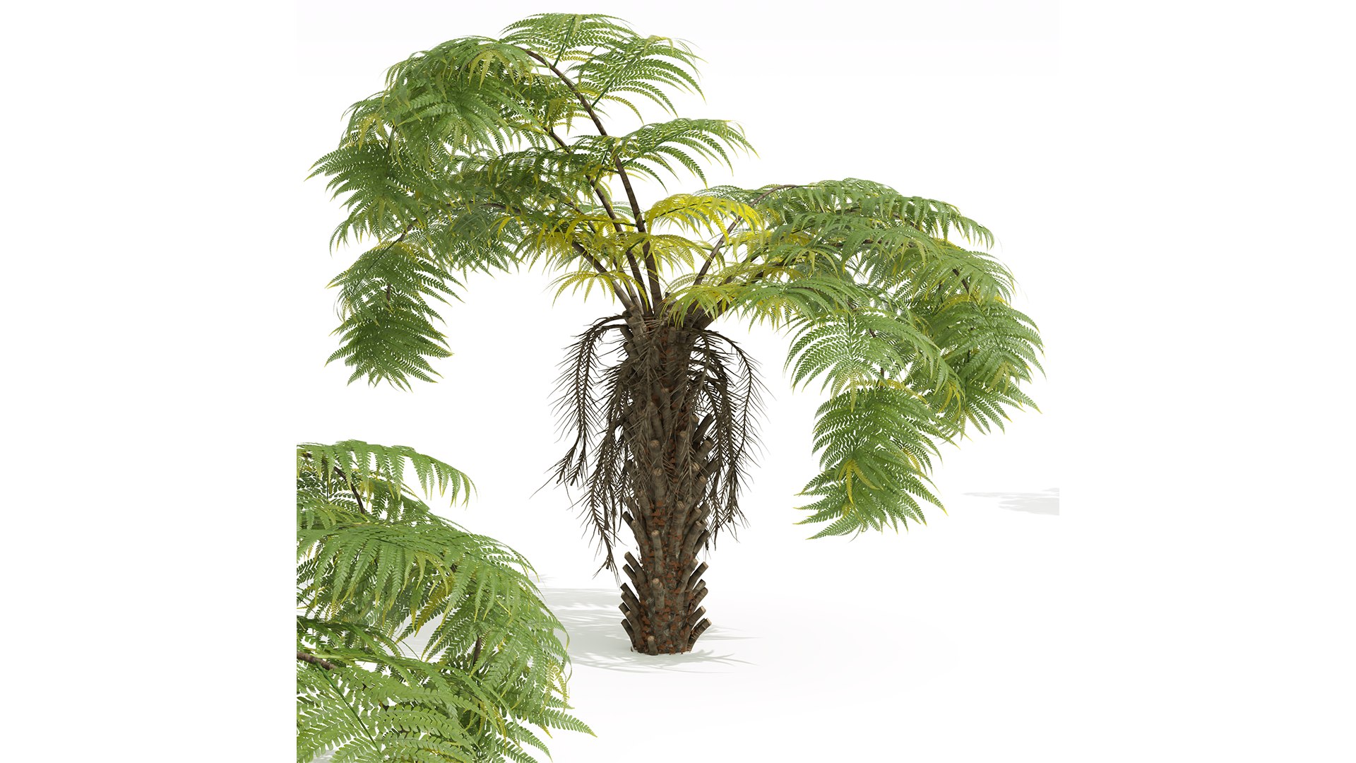 3D New Plant High Detail Alsophila Spinulosa Fern Small Model ...