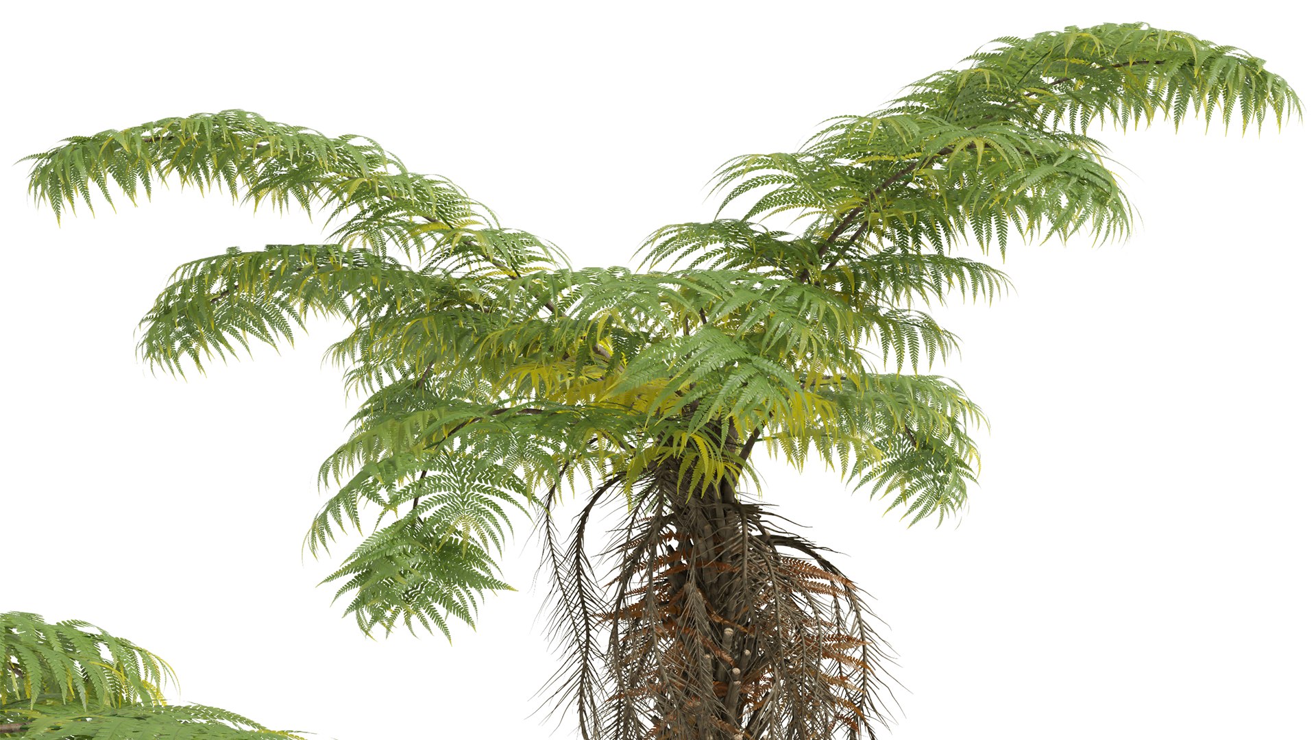 3D New Plant High Detail Alsophila Spinulosa Fern Small Model ...