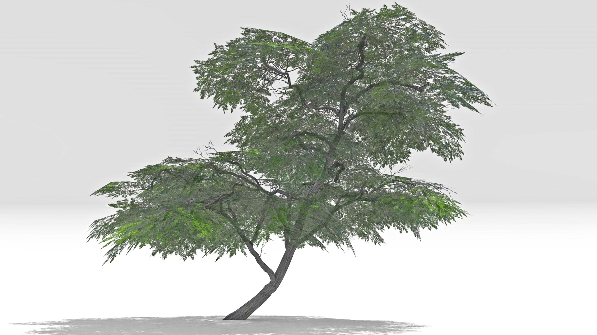3D Model Acacia Tree-S19 - TurboSquid 2378146