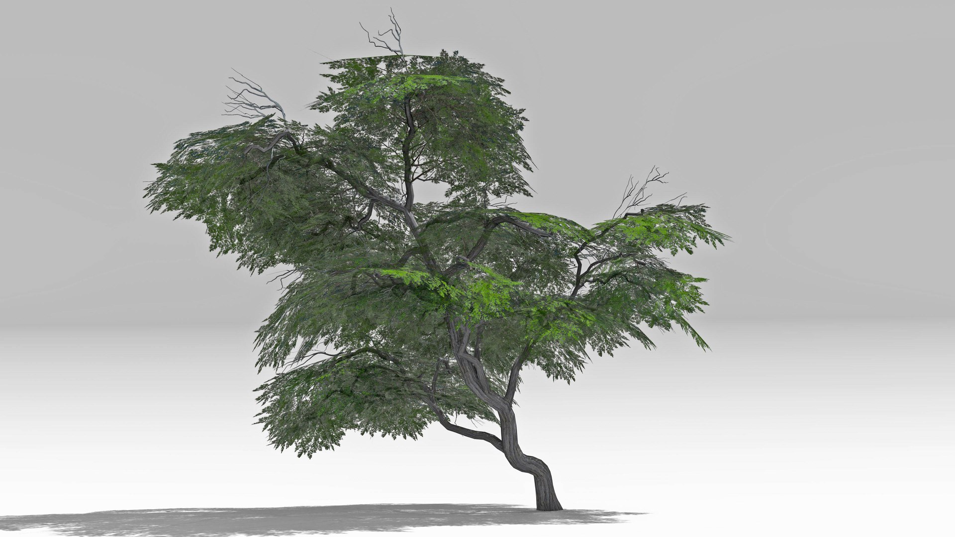 3D Model Acacia Tree-S19 - TurboSquid 2378146