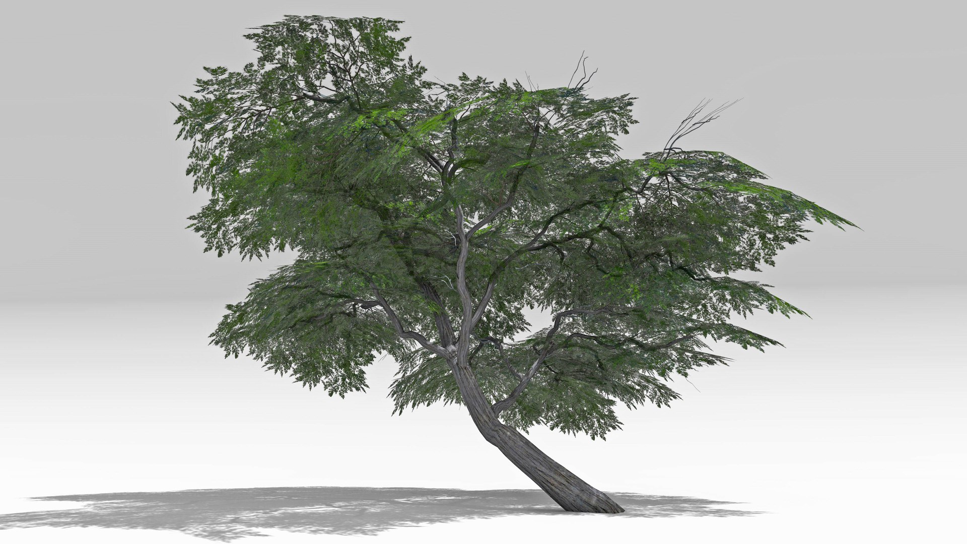 3D Model Acacia Tree-S19 - TurboSquid 2378146
