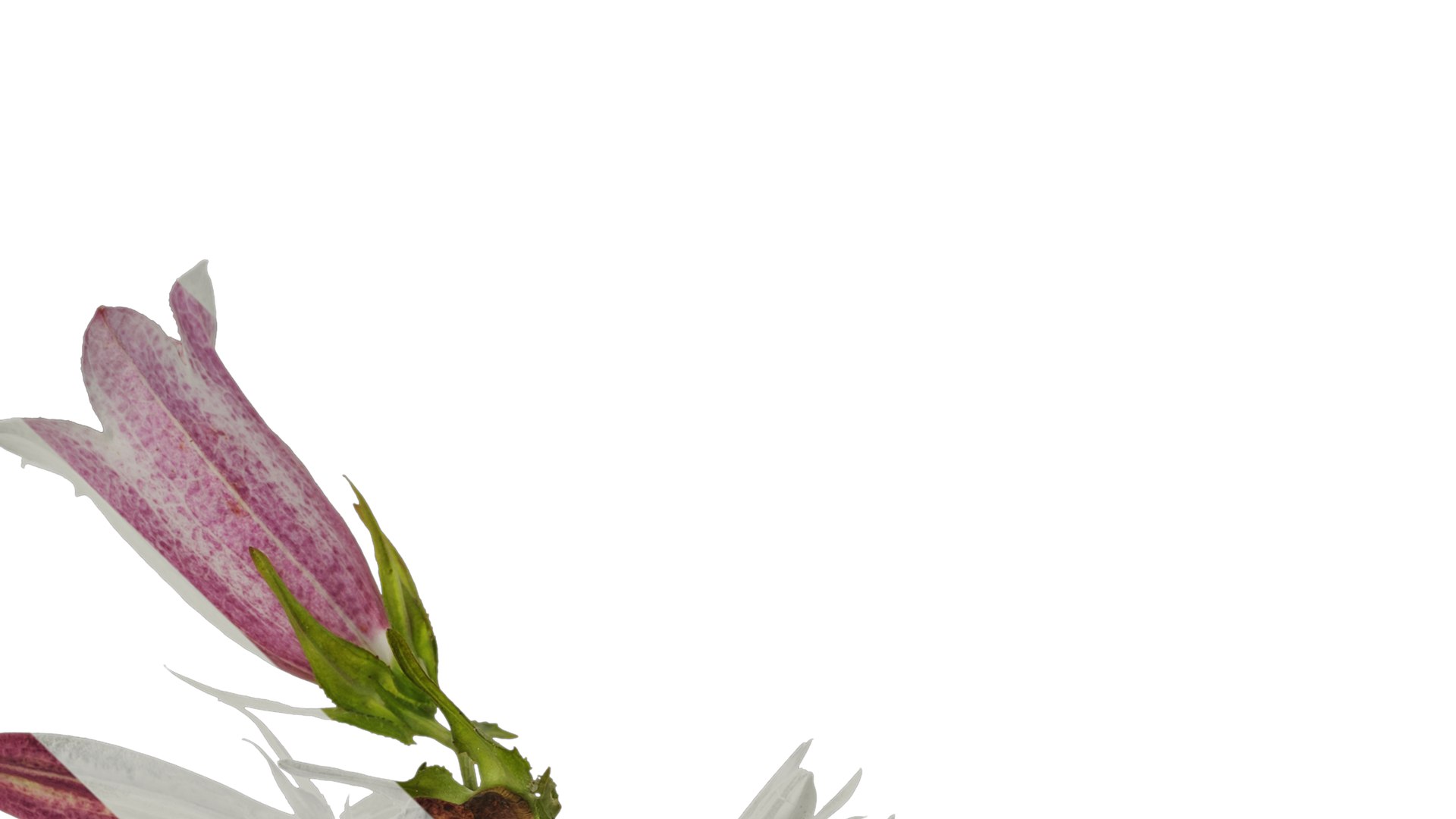 Anydrafts Campanula Punctata Atlas 04 Textures 3D - TurboSquid 2353009