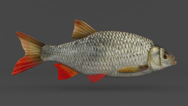 Rudd Fish model - TurboSquid 2032241