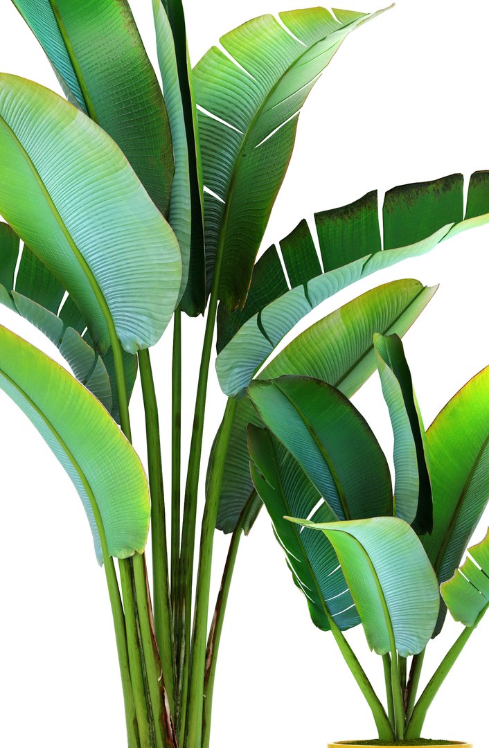 3D ravenala madagascariensis - TurboSquid 1191352