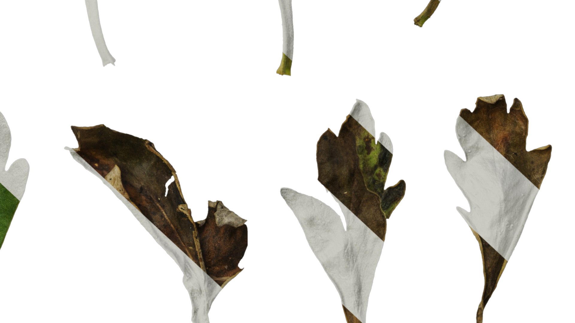 Anydrafts Ajania Pallasiana Leaf 02 Textures 3D - TurboSquid 2351951
