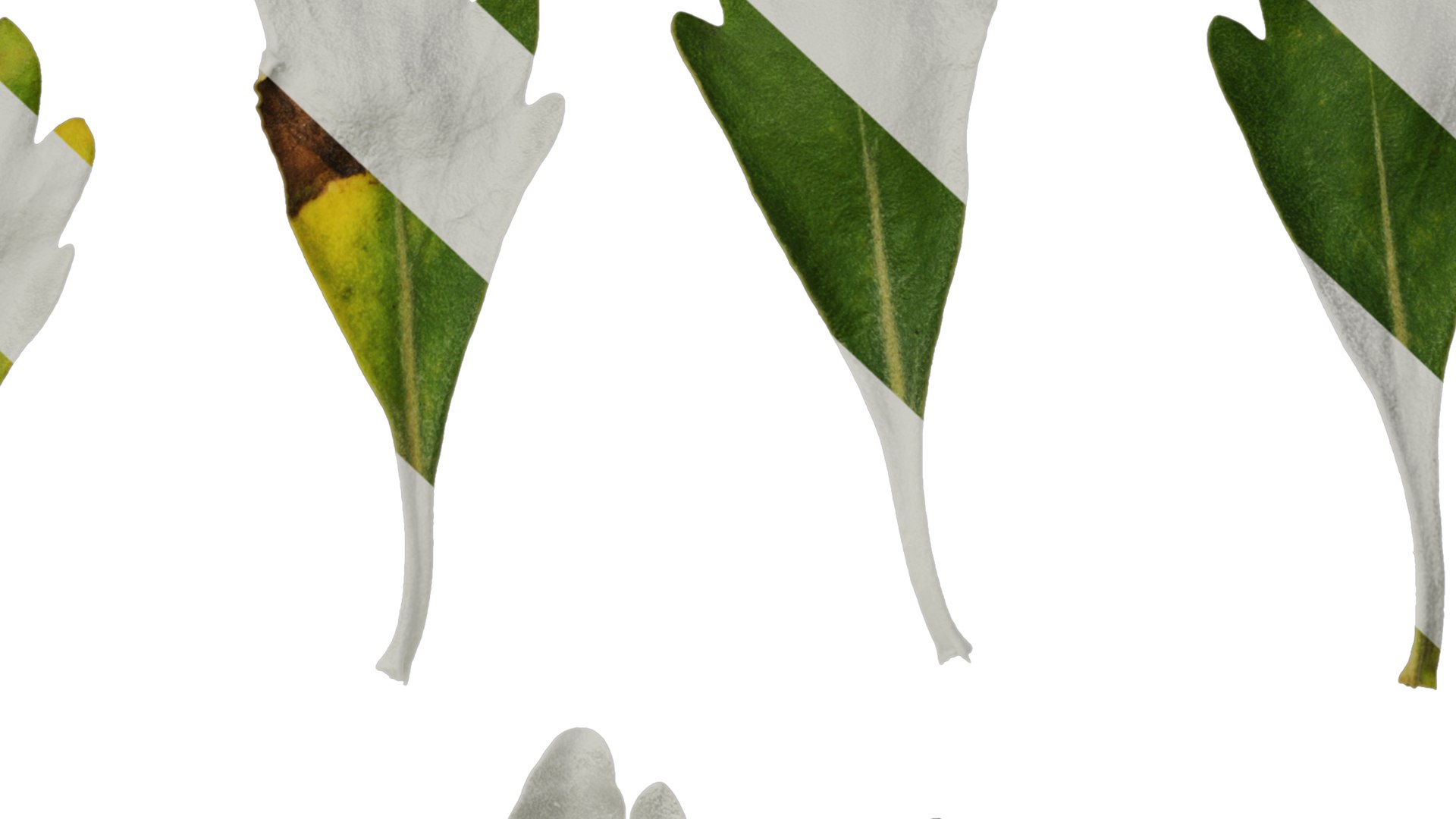 Anydrafts Ajania Pallasiana Leaf 02 Textures 3D - TurboSquid 2351951