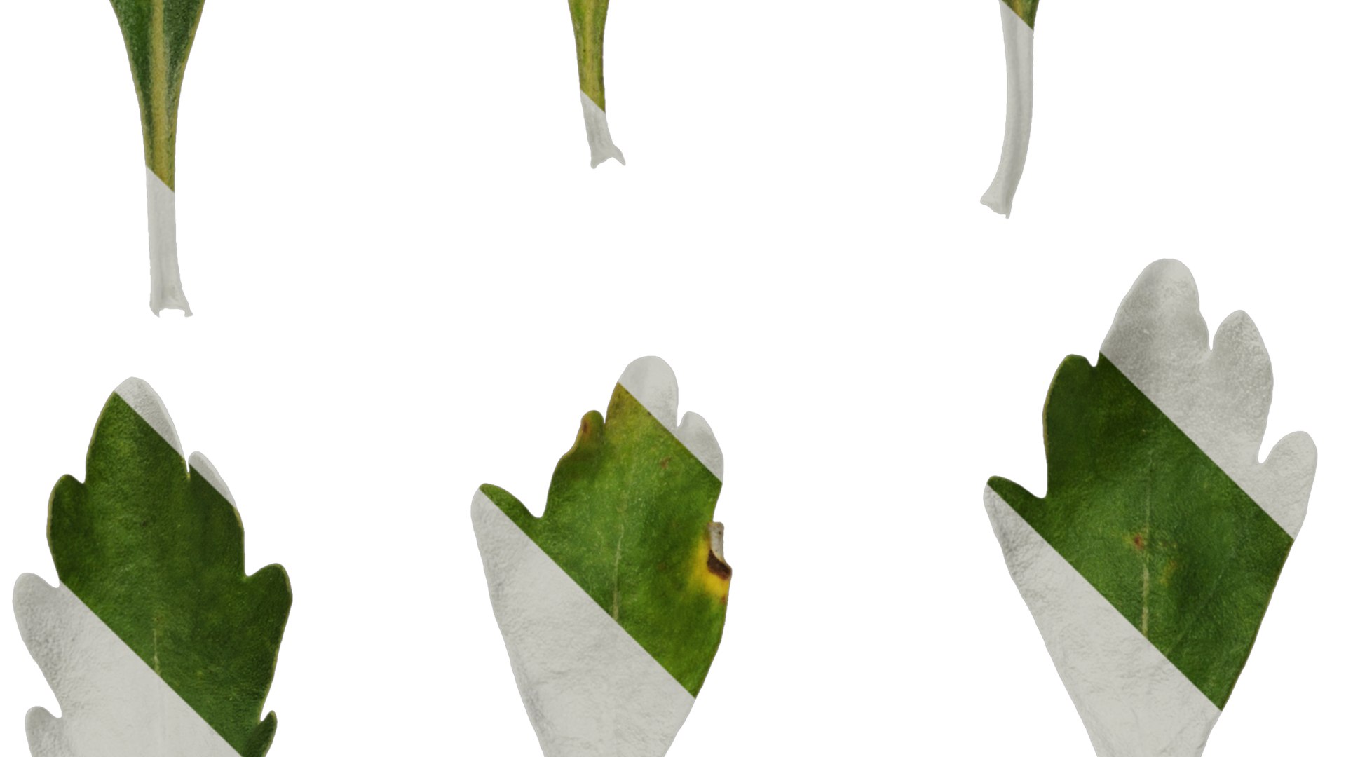 Anydrafts Ajania Pallasiana Leaf 02 Textures 3D - TurboSquid 2351951