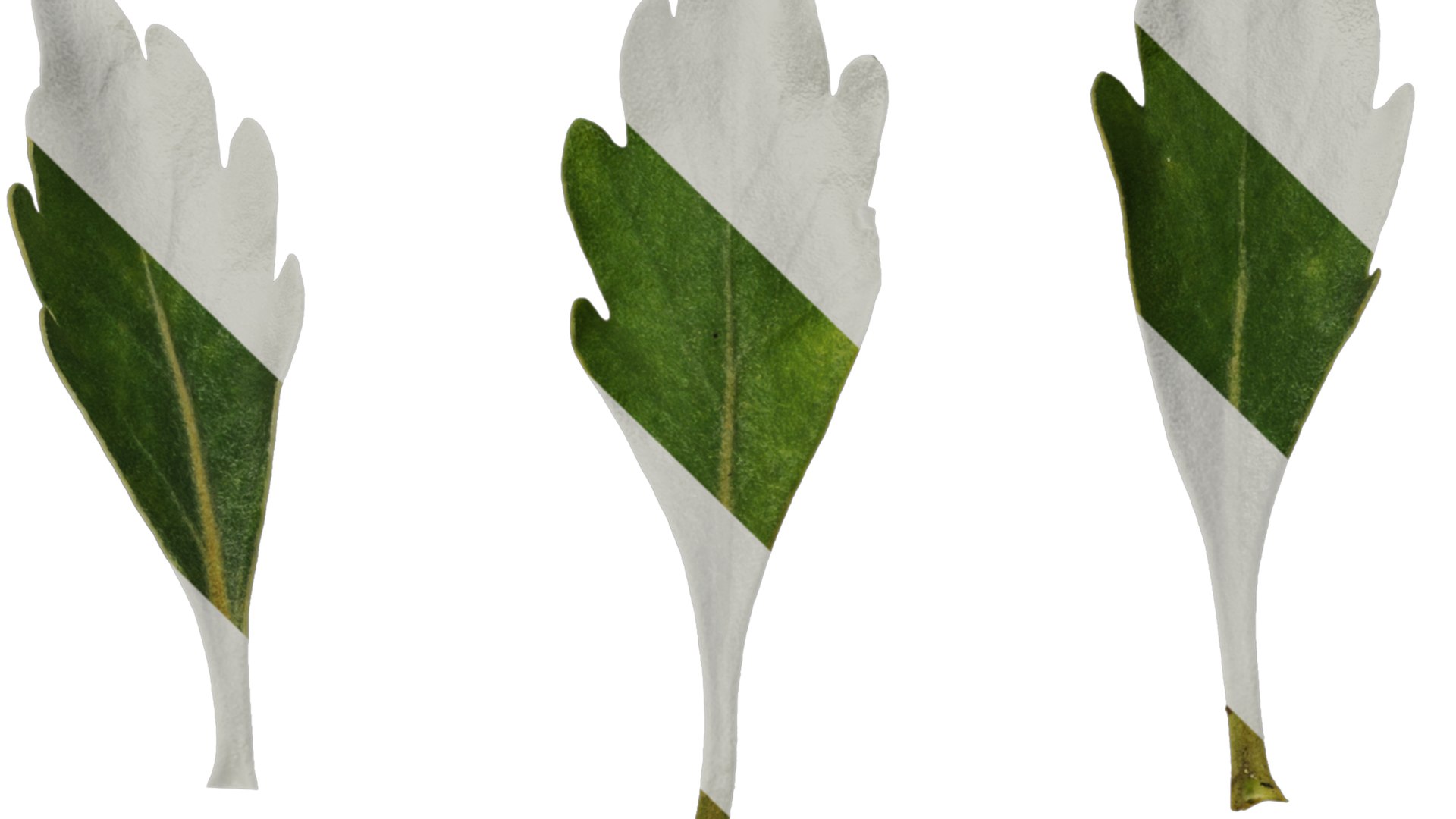 Anydrafts Ajania Pallasiana Leaf 02 Textures 3D - TurboSquid 2351951