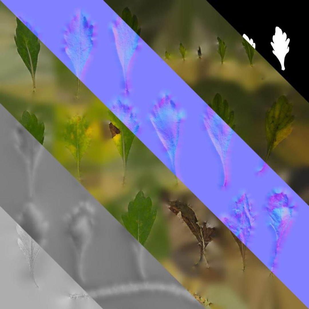 Anydrafts Ajania Pallasiana Leaf 02 Textures 3D - TurboSquid 2351951