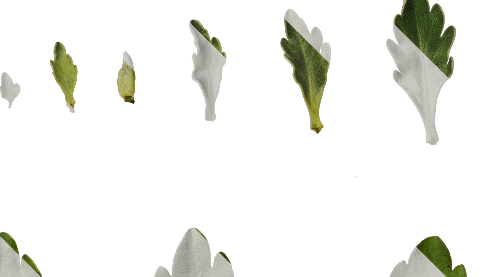 Anydrafts Ajania Pallasiana Leaf 02 Textures 3D - TurboSquid 2351951