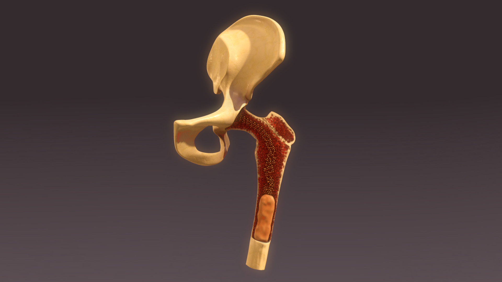 3d Model Bone Marrow