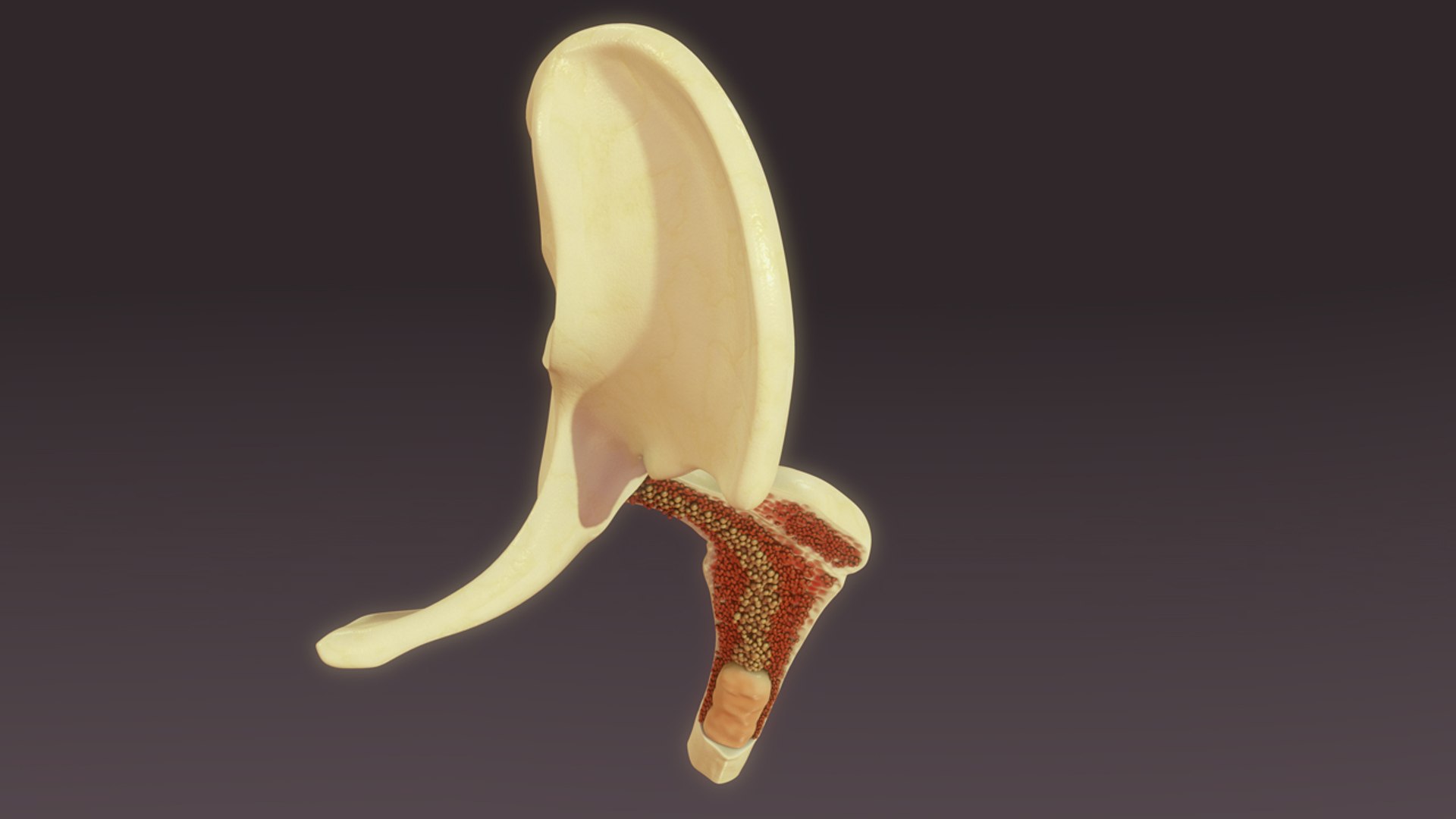 3d Model Bone Marrow