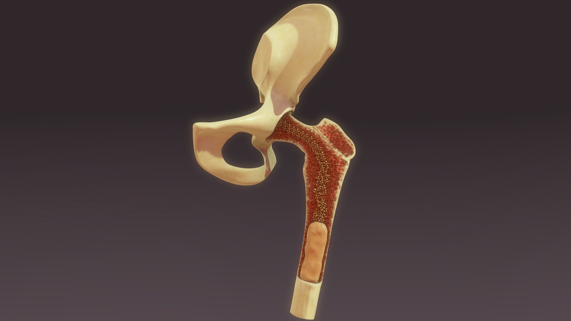 3d Model Bone Marrow