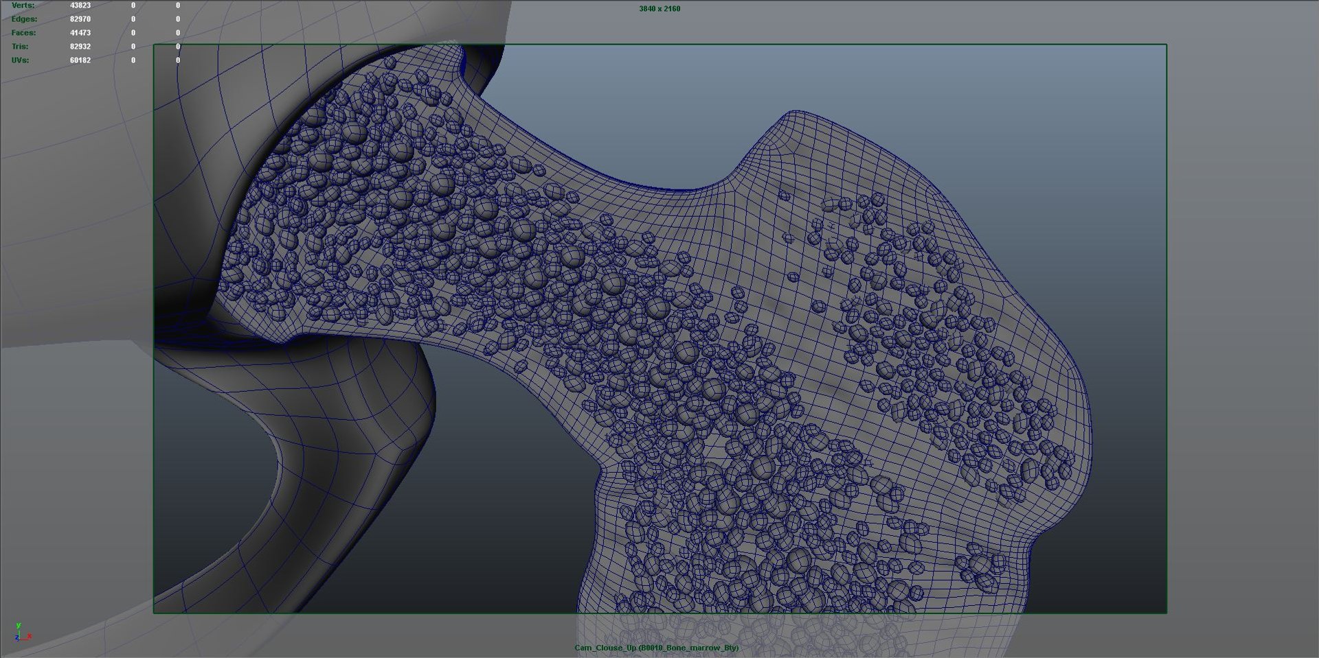 3d Model Bone Marrow