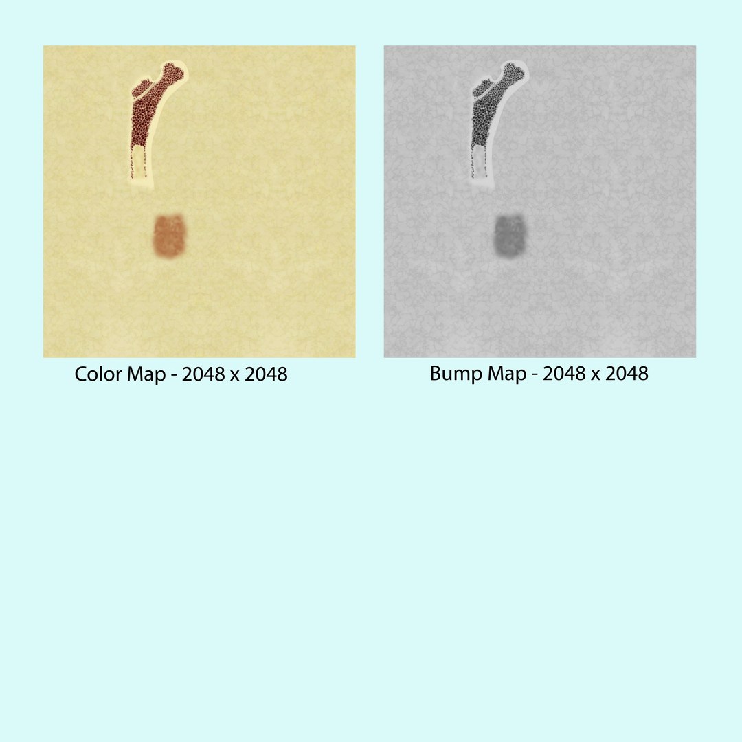 3d Model Bone Marrow