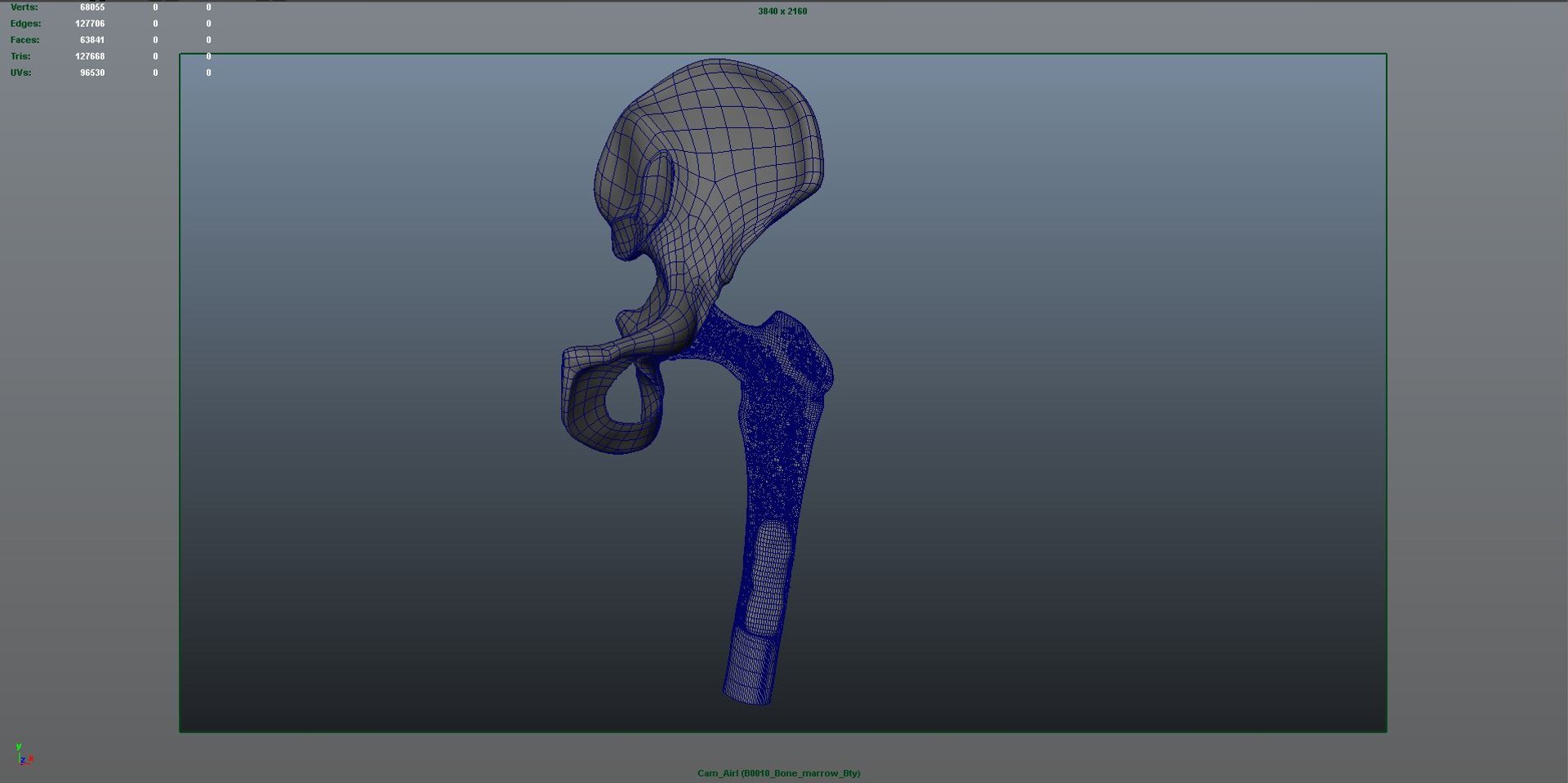 3d Model Bone Marrow
