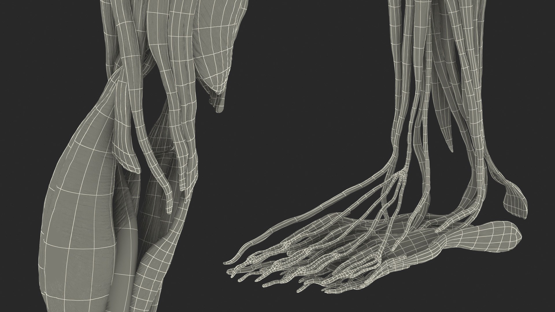 3D human leg muscular - TurboSquid 1459124