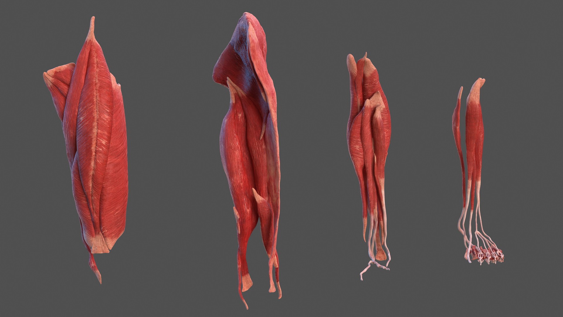 3D human leg muscular - TurboSquid 1459124
