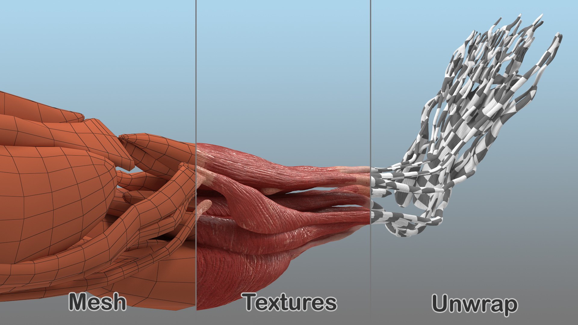 3D Human Leg Muscular - TurboSquid 1459124