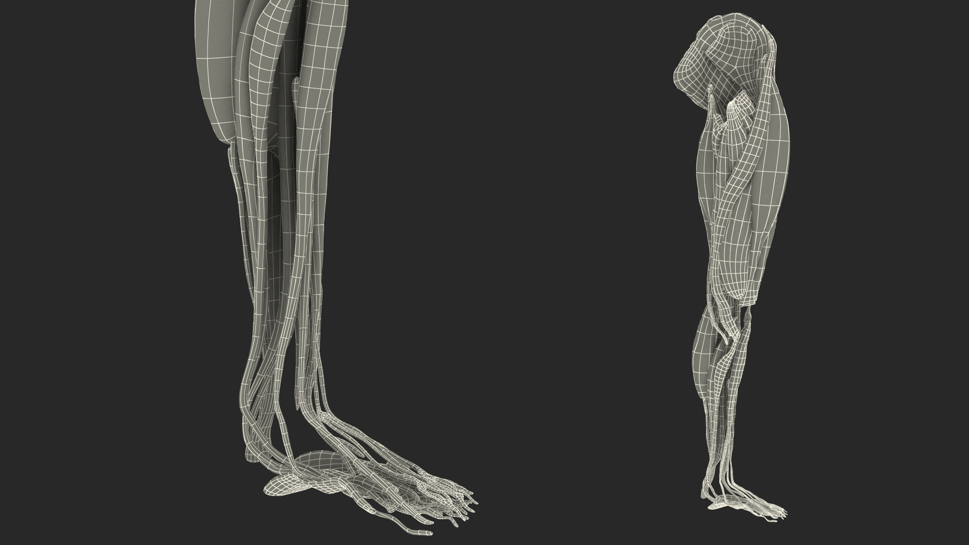 3D Human Leg Muscular - TurboSquid 1459124