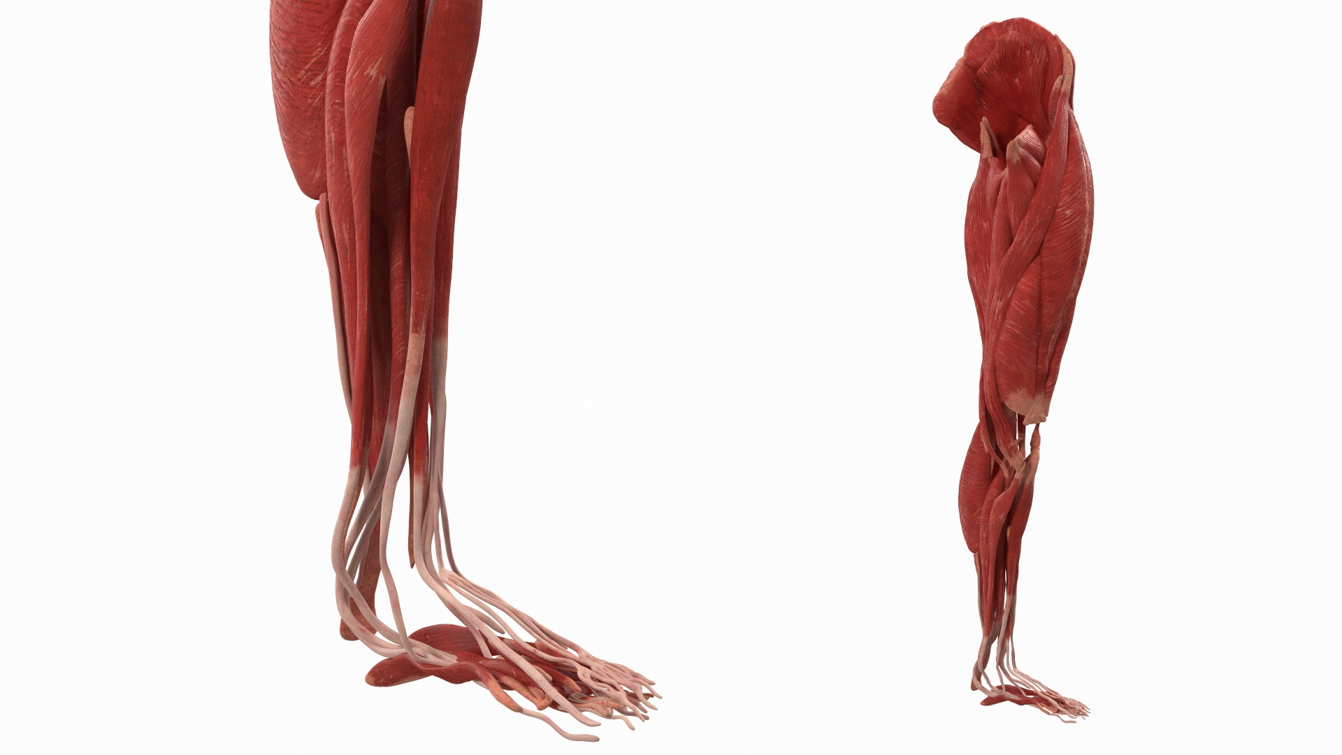 3D Human Leg Muscular - TurboSquid 1459124