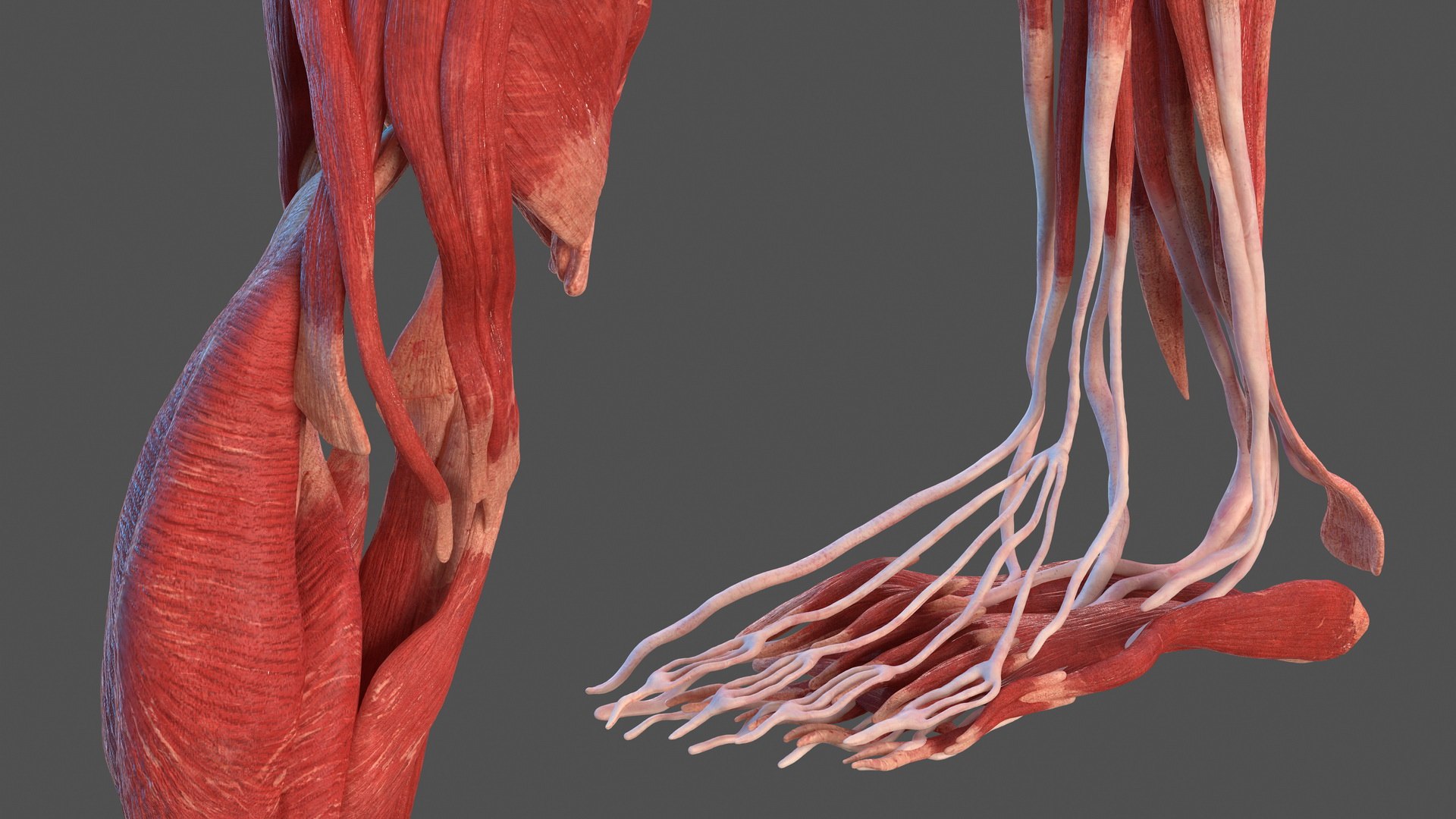 3D Human Leg Muscular - TurboSquid 1459124