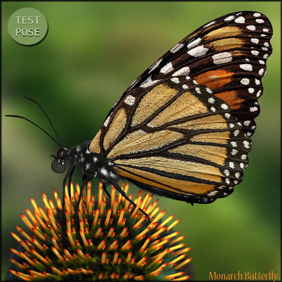 maya photorealistic monarch butterfly