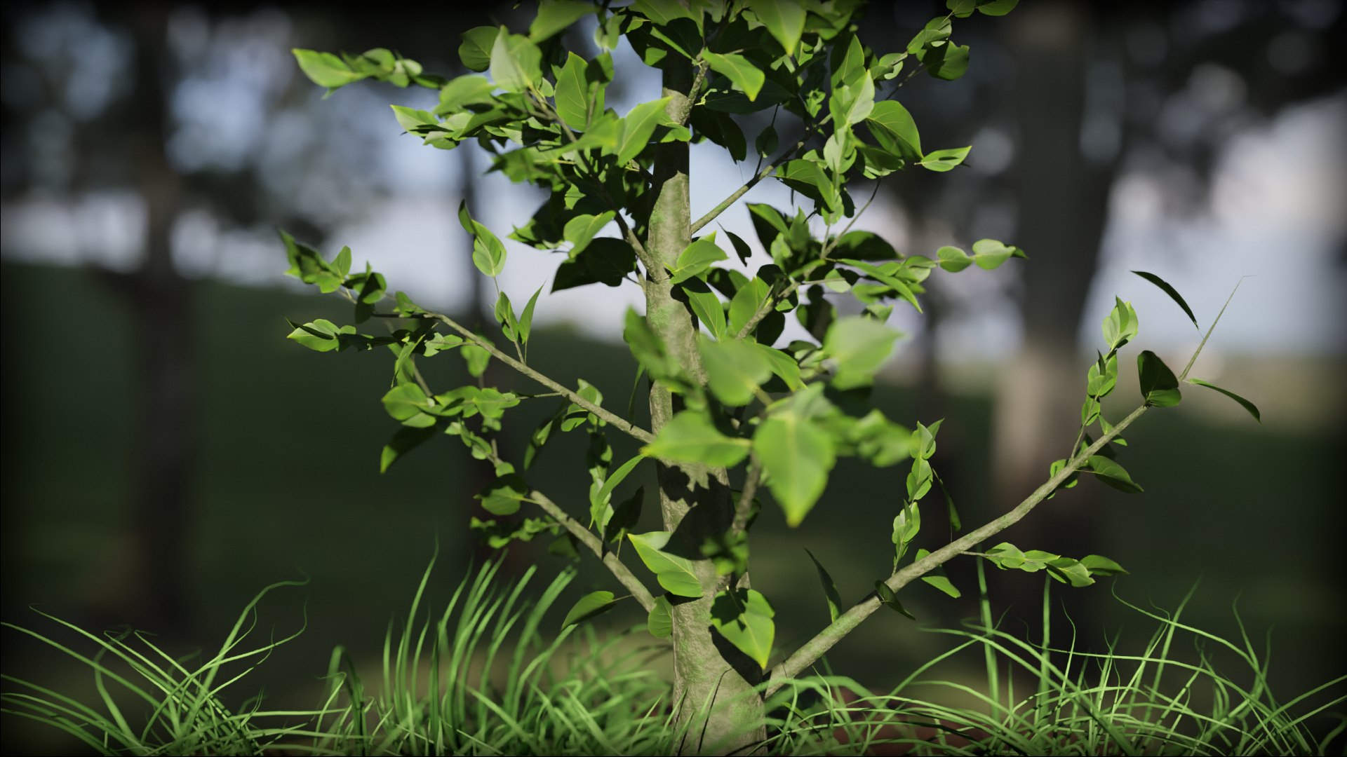 3D Growing Tree Animation - TurboSquid 1887414