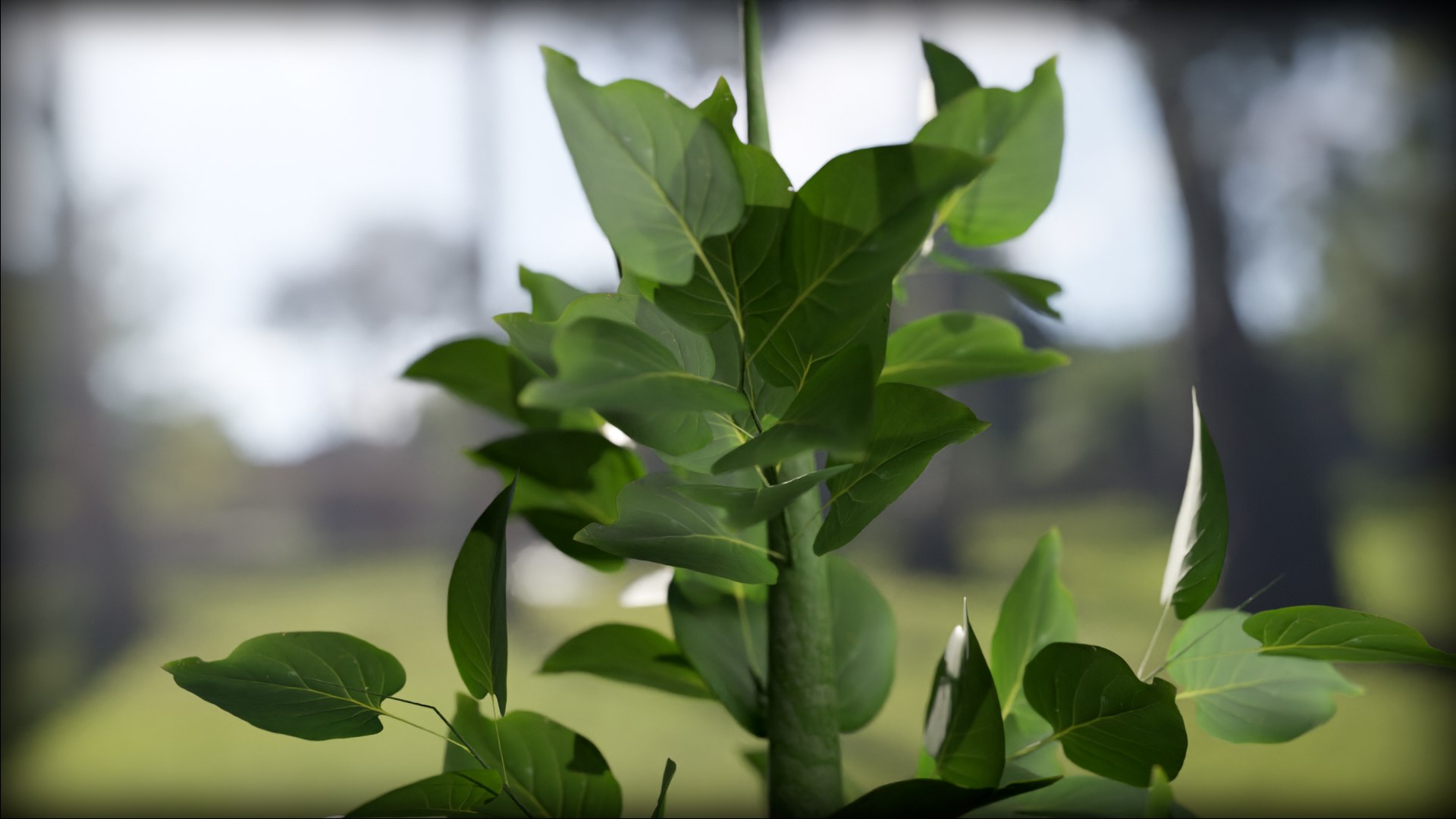 3D Growing Tree Animation - TurboSquid 1887414