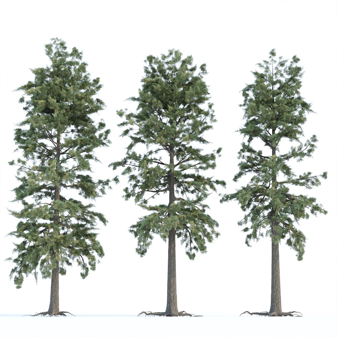 Pine Trees Collection Vol 102 3D Model - TurboSquid 1973712