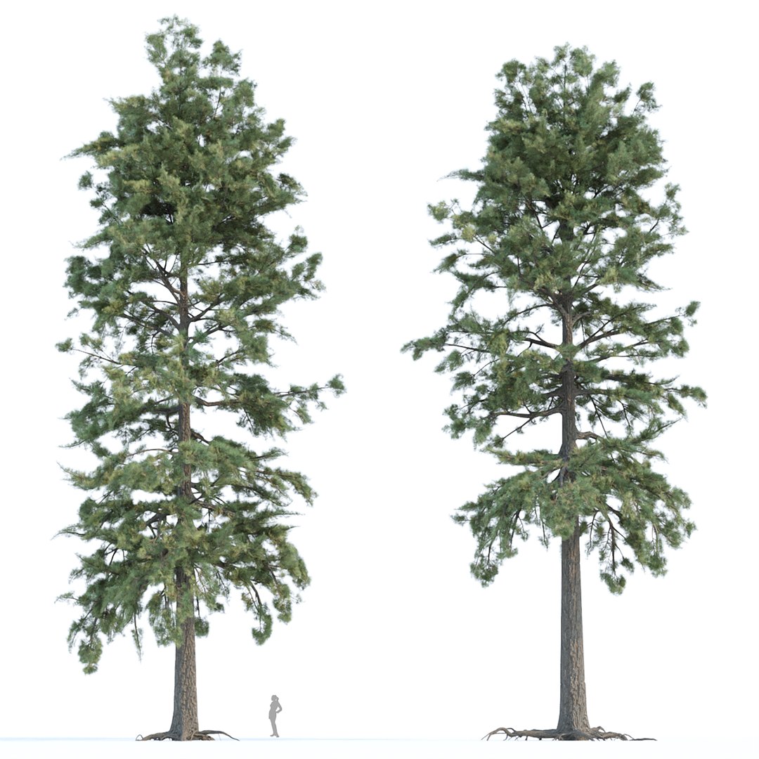 Pine Trees Collection Vol 102 3D Model - TurboSquid 1973712