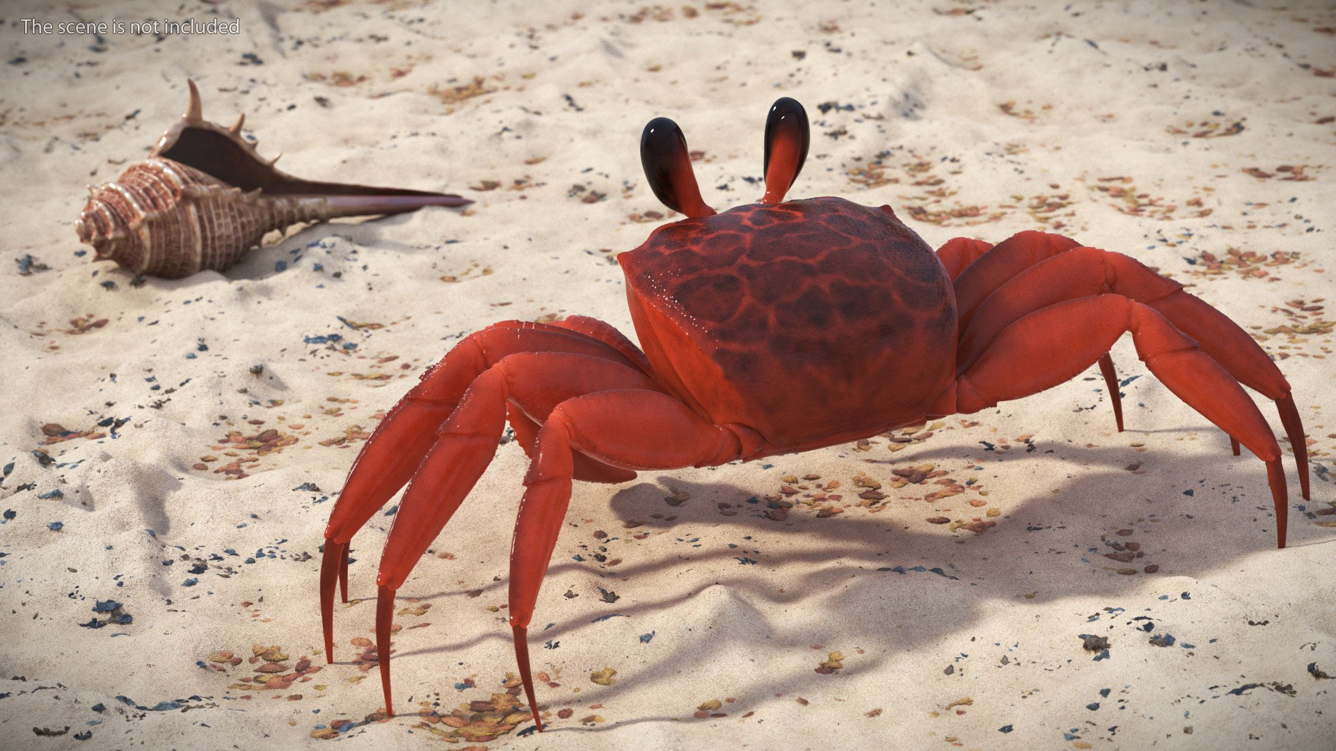 3D Coastal Burrowing Crab Red Model - TurboSquid 2422245