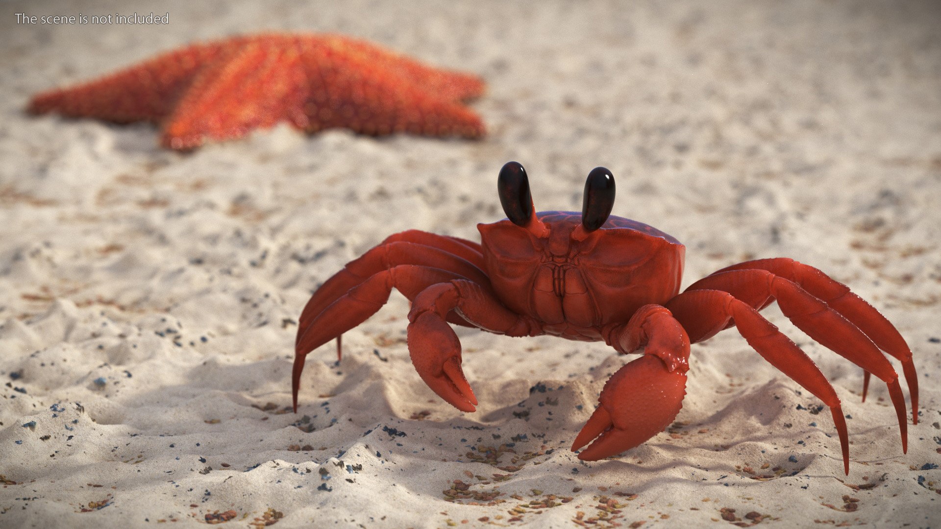 3D Coastal Burrowing Crab Red Model - TurboSquid 2422245