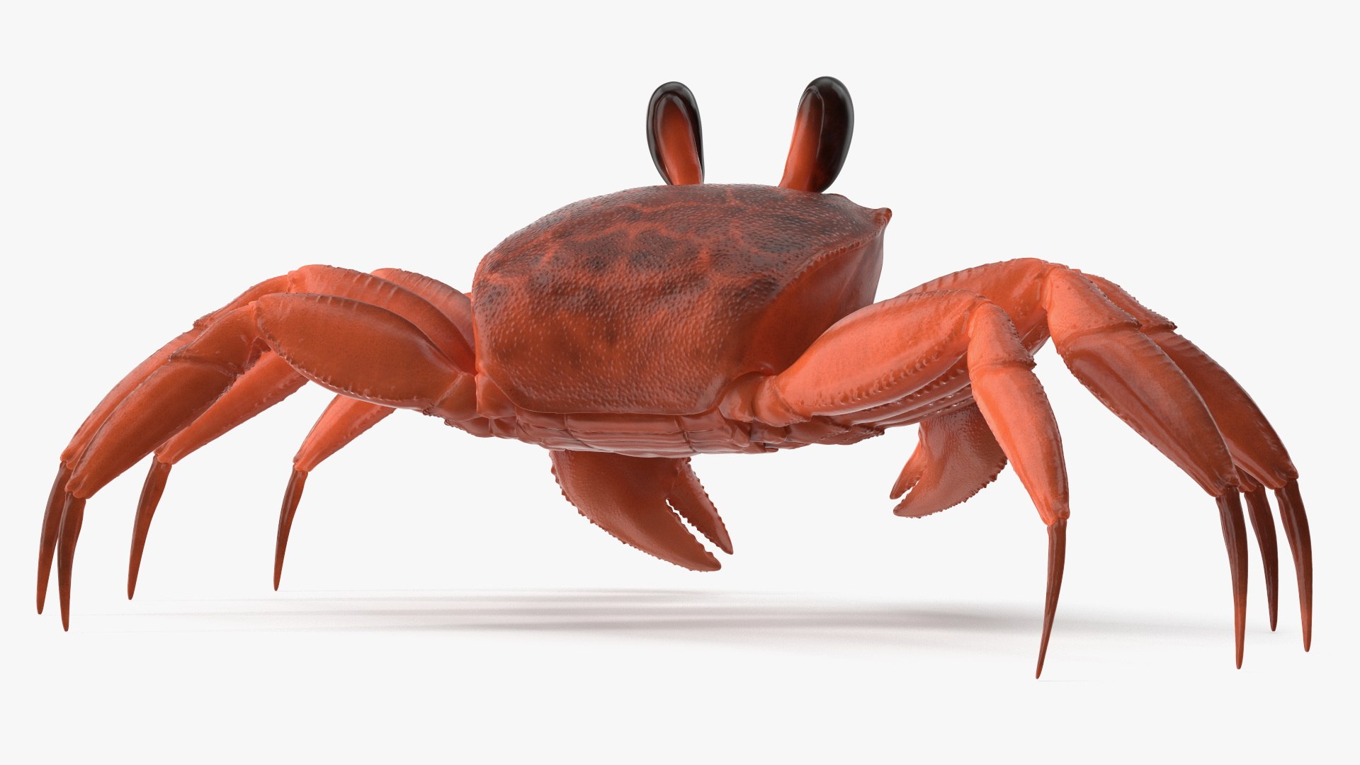 3D Coastal Burrowing Crab Red Model - TurboSquid 2422245