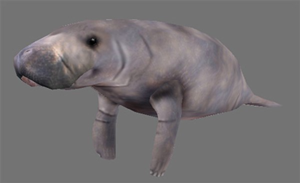 3D manatee animal - TurboSquid 1251755