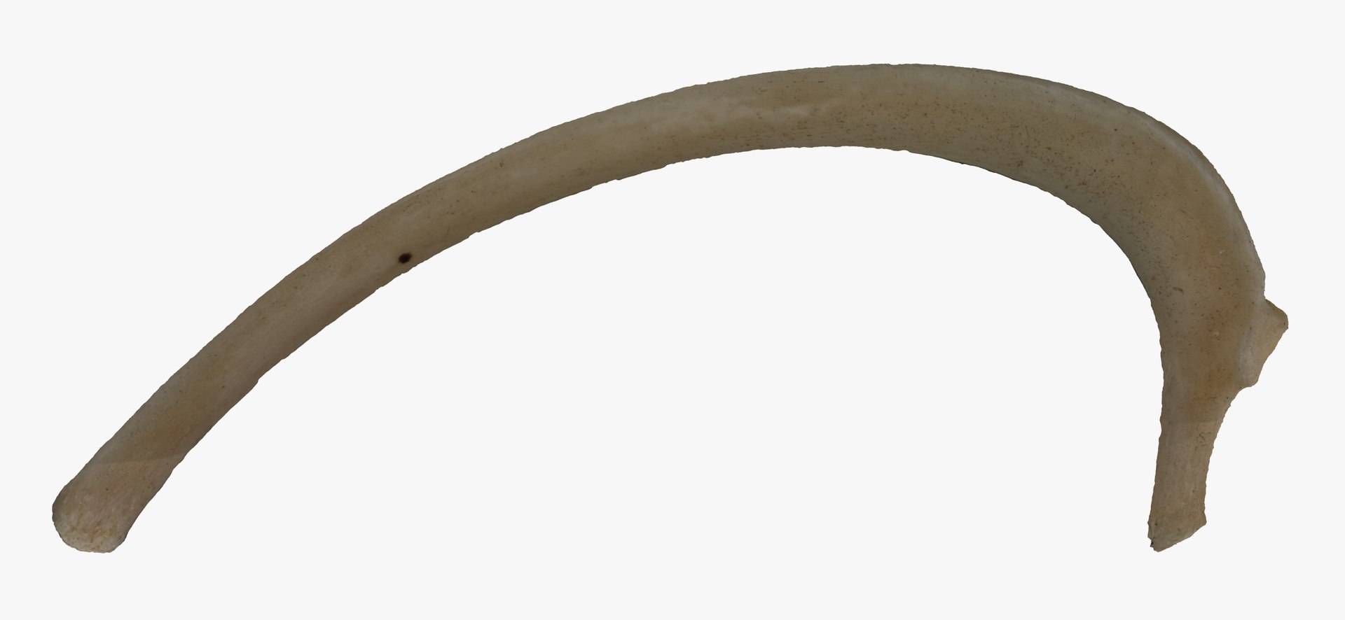 Kangaroo Red Necked Wallaby (Macropus Rufogriseus) Rib T3 RAW Scan 3D ...