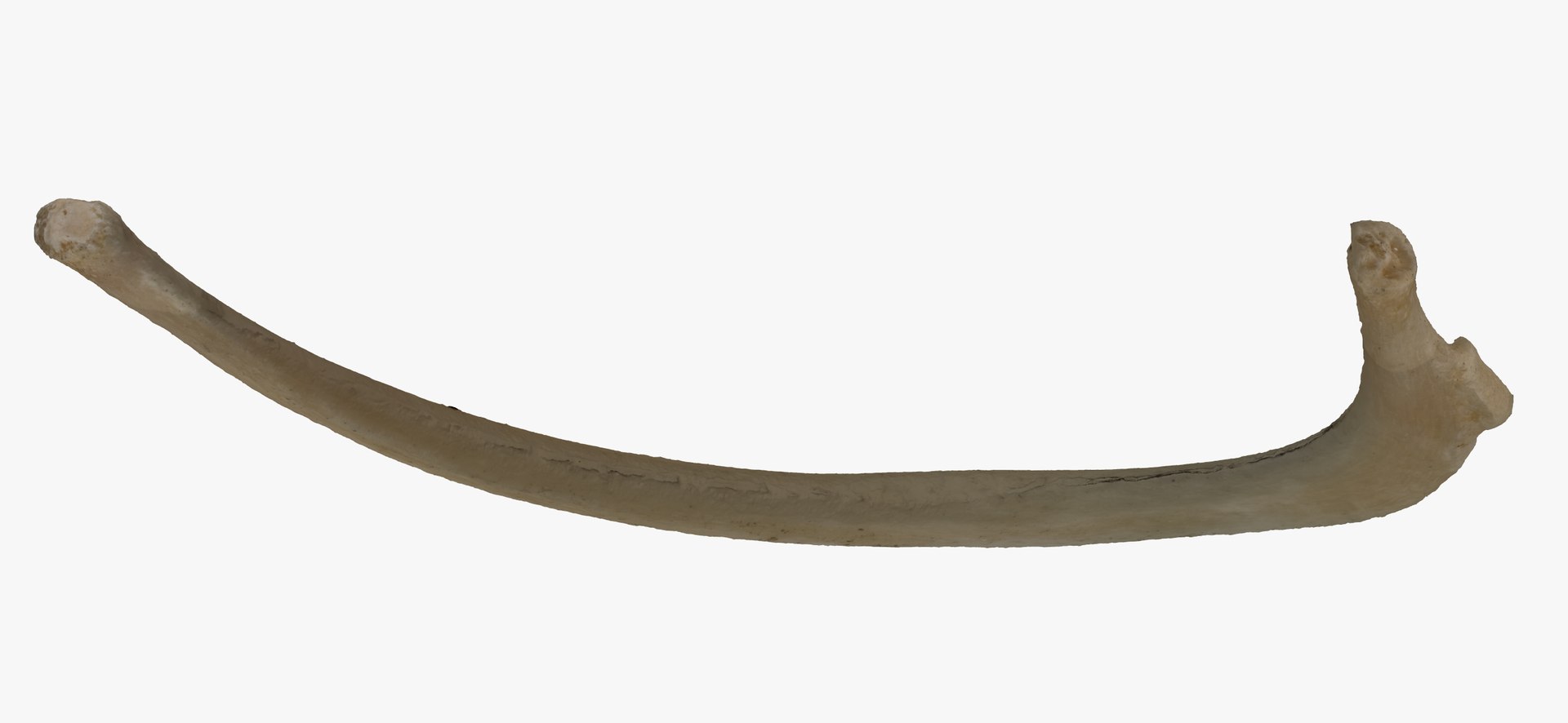 Kangaroo Red Necked Wallaby (Macropus Rufogriseus) Rib T3 RAW Scan 3D ...