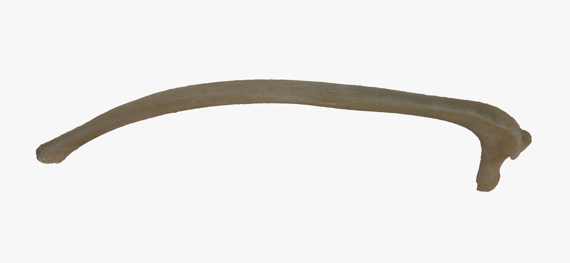 Kangaroo Red Necked Wallaby (Macropus Rufogriseus) Rib T3 RAW Scan 3D ...