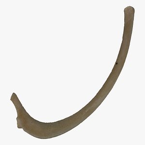 Rib Cage 3D Models for Download | TurboSquid