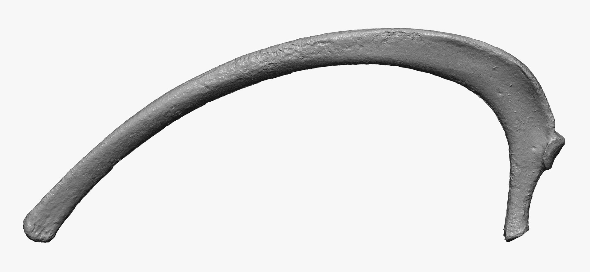 Kangaroo Red Necked Wallaby (Macropus Rufogriseus) Rib T3 RAW Scan 3D ...