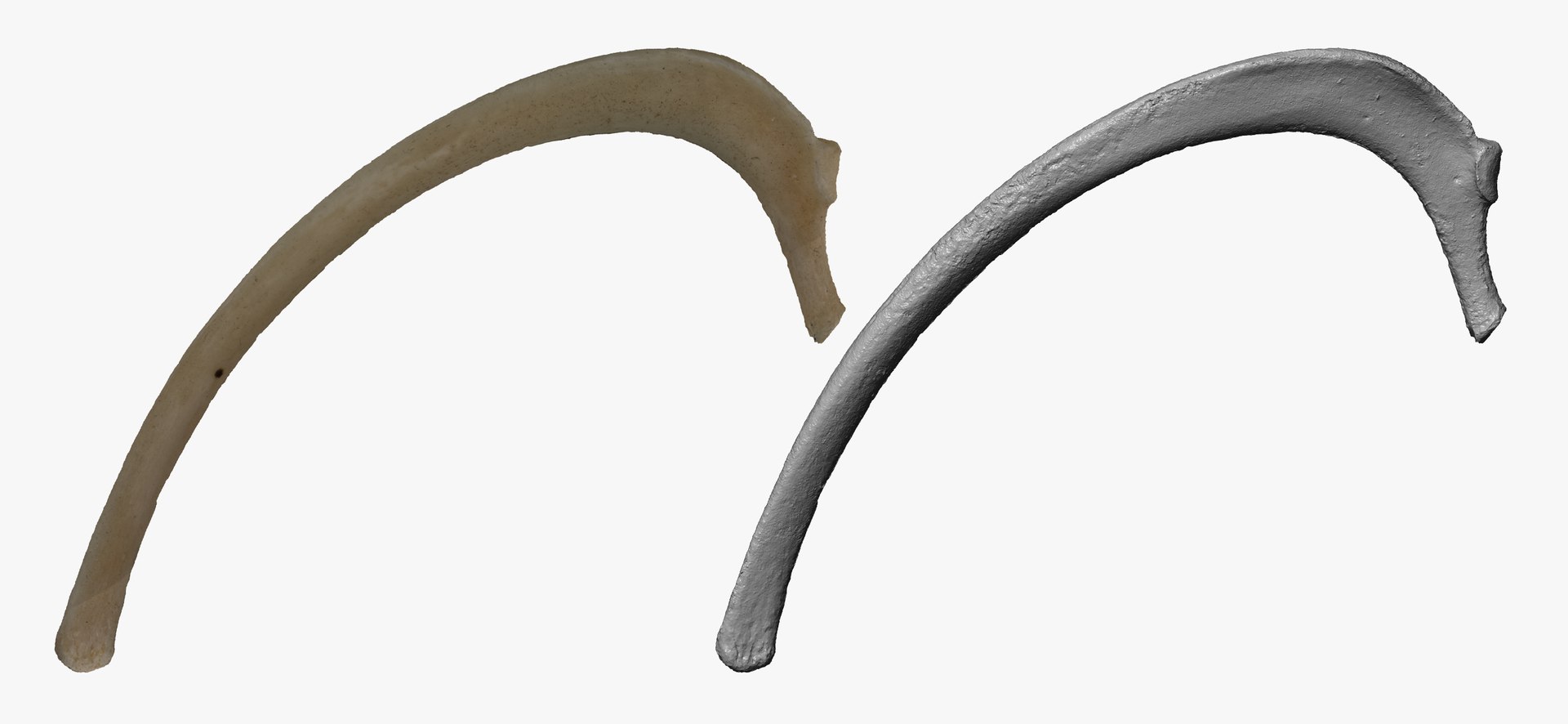 Kangaroo Red Necked Wallaby (Macropus Rufogriseus) Rib T3 RAW Scan 3D ...