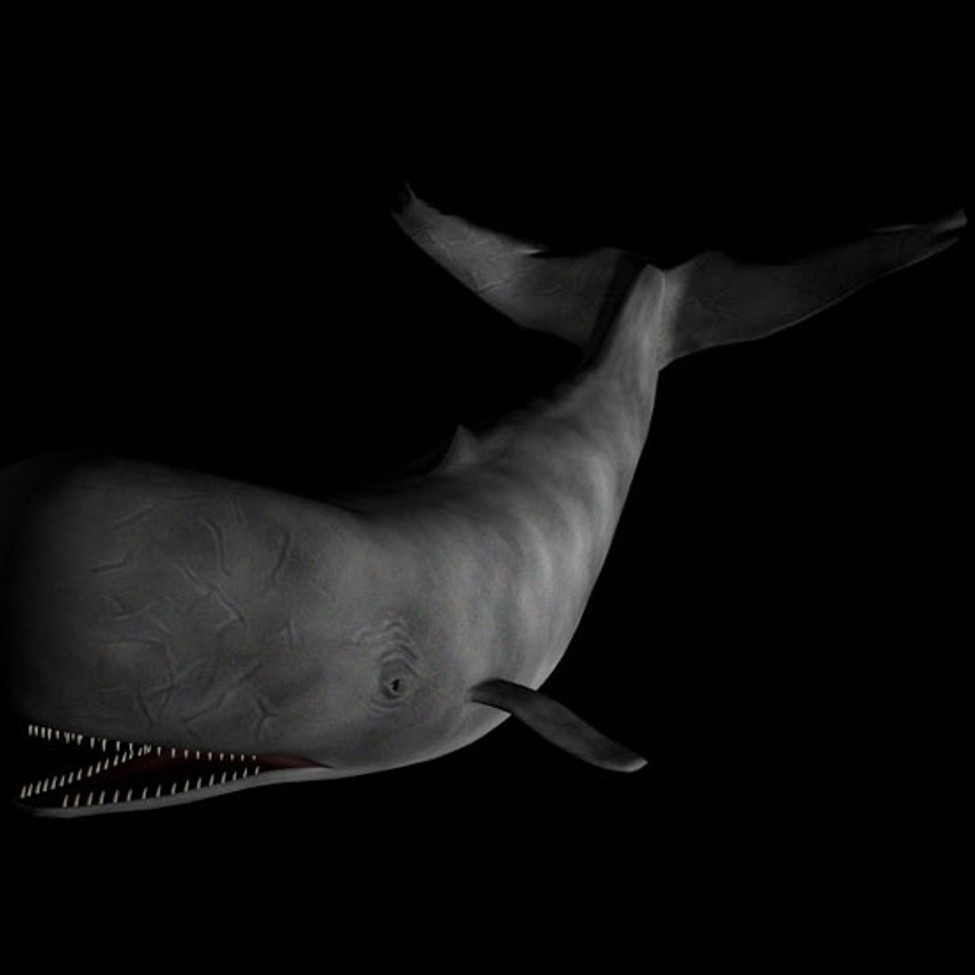 Aquatic Sperm Whale Pzwhale Pz3